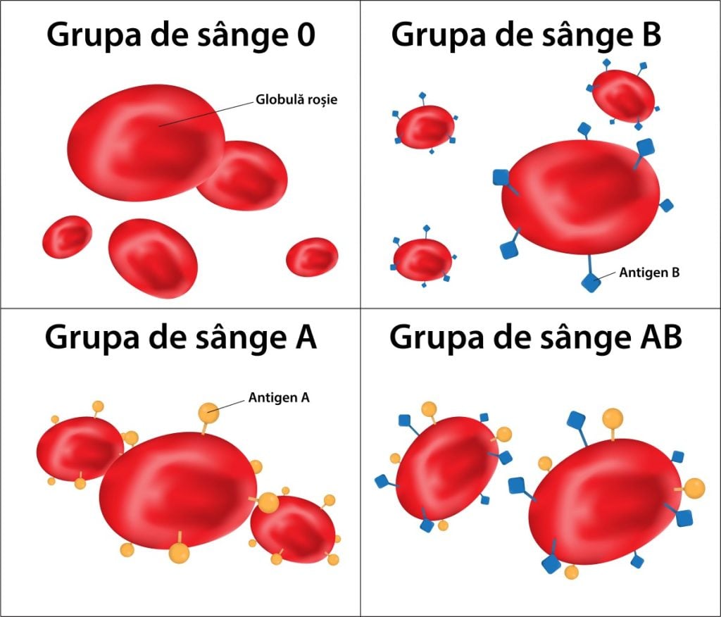 Grupe de sânge: cele mai rare, cele mai frecvente și importanța lor