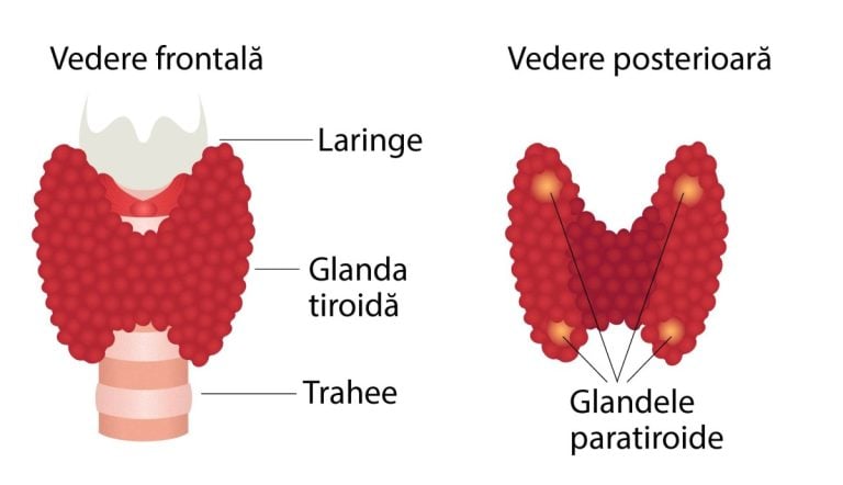 Disfuncțiile de glande paratiroide dau peste cap calciul și vitamina D